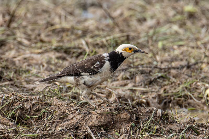 Black-collared Starling Bird Spotted on Paddy Field at Sabah, Malaysia ...