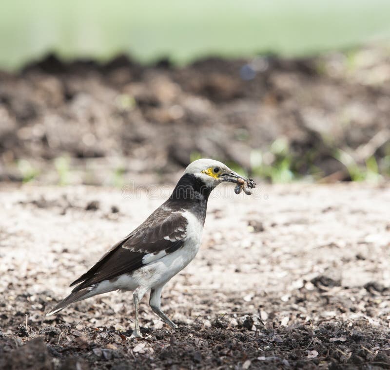 Black Collared Starling Birds Feeding on Ground with Earth Worm Stock ...