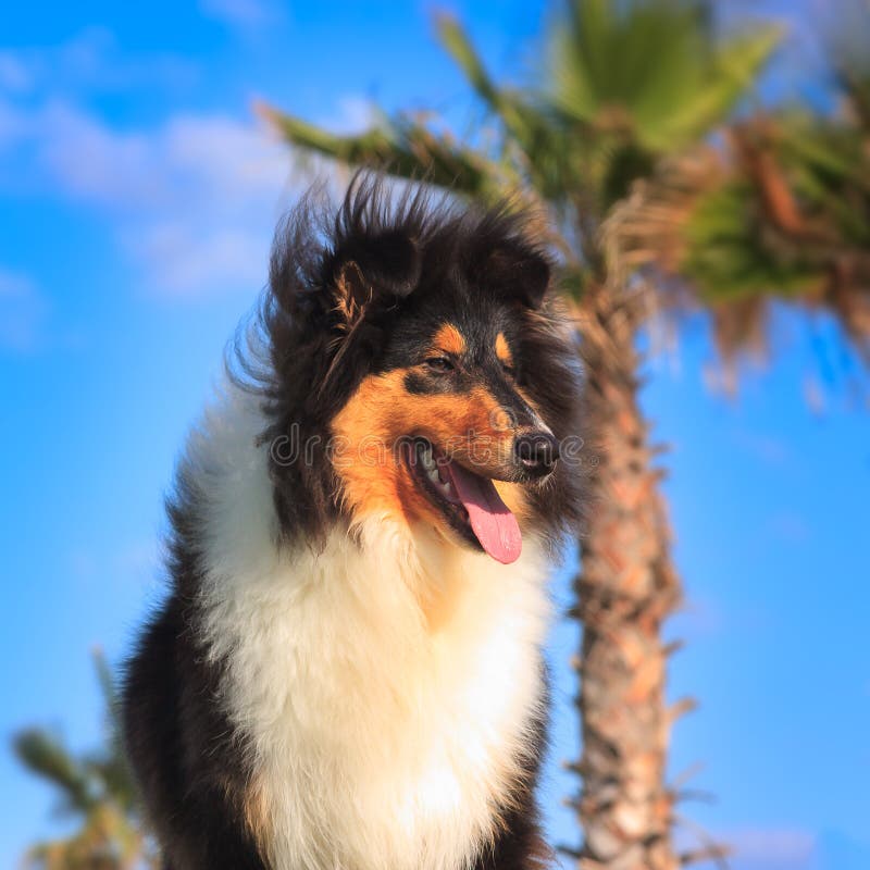 Black Collie Dog On The Sunset. Stock Photo - Image of black, soft ...