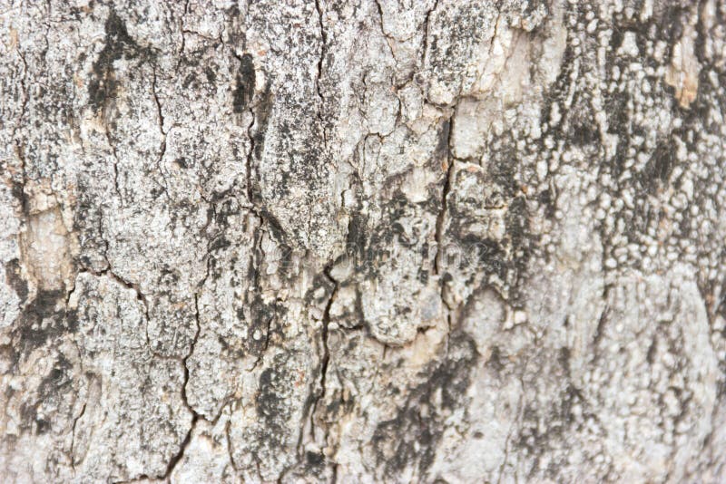 The BLACK COLOR of BARK stock image. Image of natural - 42750017