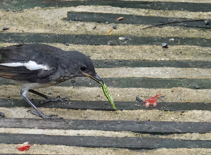 Black Color Bird Eating Worm in Its Beaks. Stock Image - Image of ...
