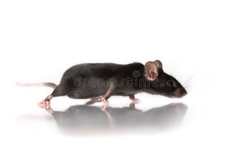 Little Black Mouse Sitting on a Arm - Isolated on White Stock Photo ...