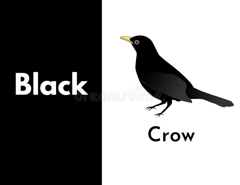Black Color Picture with Example, Crow Black Color, Kids Learning - 1 ...