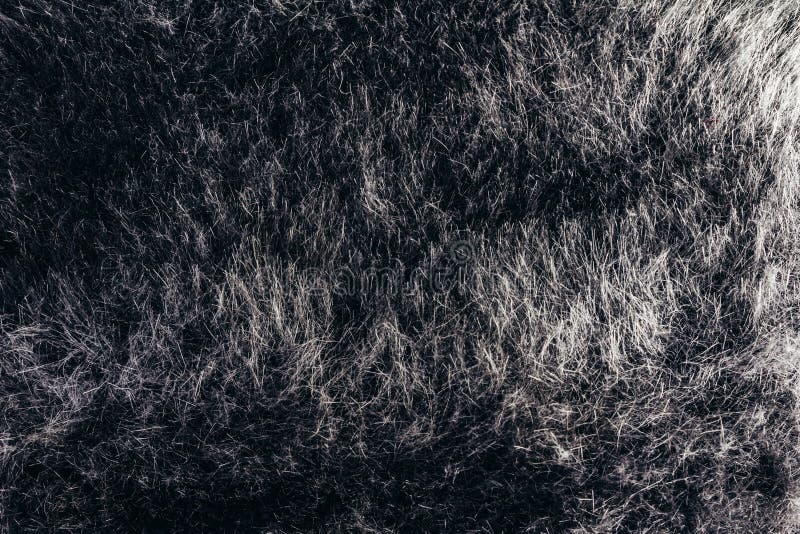 Black Colored Animal Fur Texture Backdrop Photo Stock Photo - Image of ...