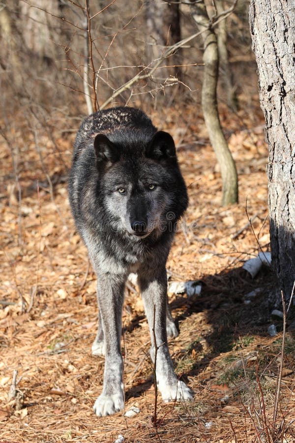 Black colored Grey Wolf stock image. Image of hunter - 23558957