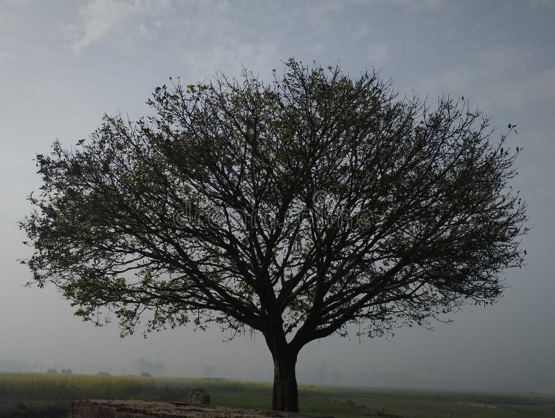 A Black Colour Strong Tree Standing on the Field Stock Image - Image of ...