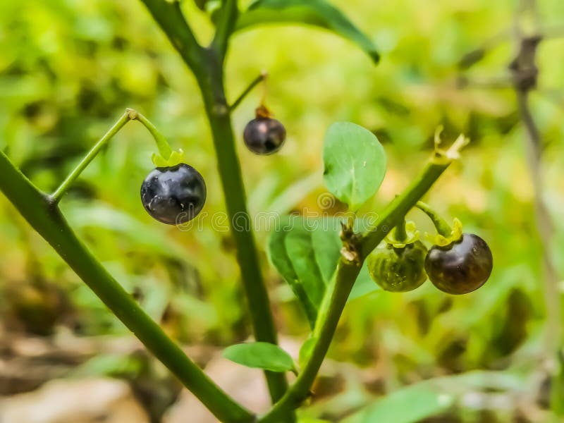 Black Coloured Small Fruit Berries Stock Photo - Image of black ...