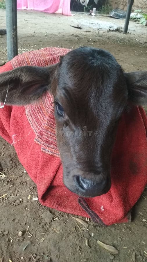 Black colt stock image. Image of black, beautiful, colt - 127917467