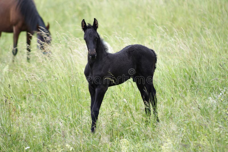 Black colt - male foal stock photo. Image of mammal, corral - 11309092