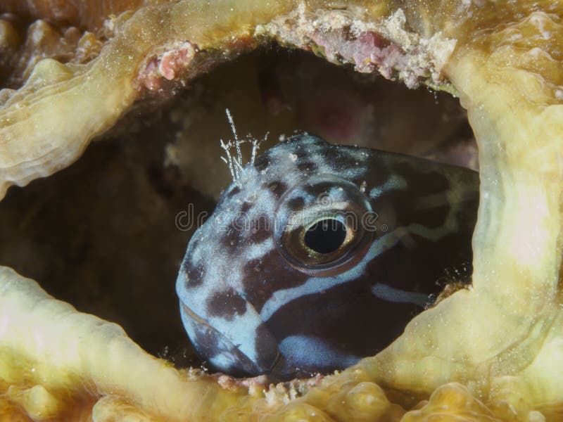 Black comb-tooth stock image. Image of world, scuba - 158370555