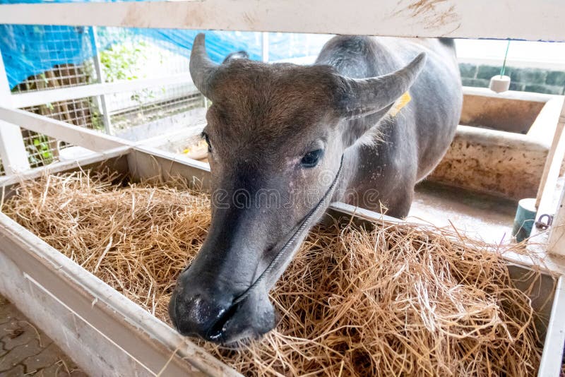 Black Common Buffalo Eating Brown Hay in Its Cattle Stable Editorial ...