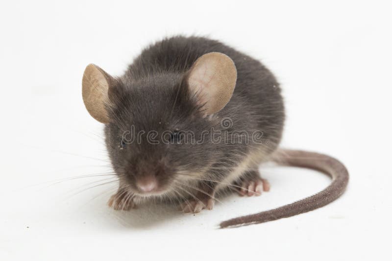 Black Common House Mouse Isolated on White Background Stock Photo ...