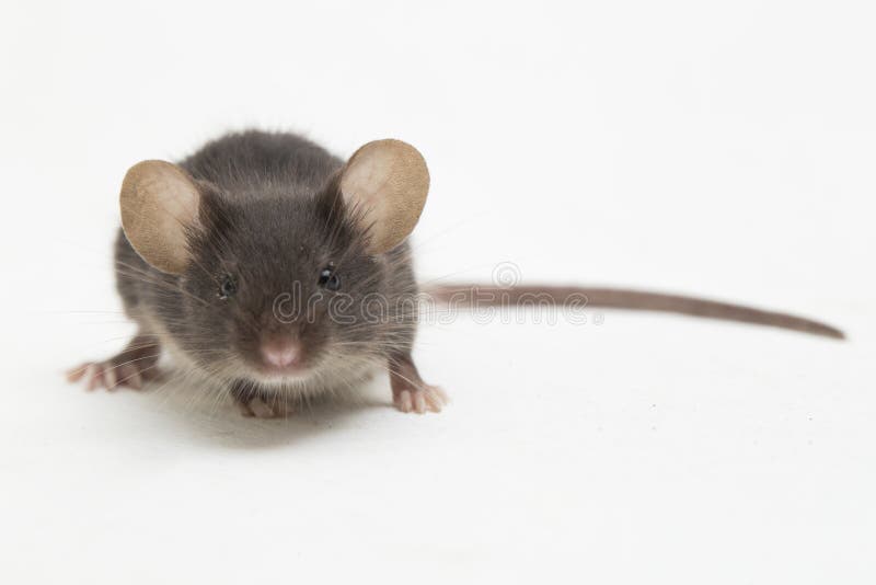 Black Common House Mouse Isolated on White Background Stock Photo ...