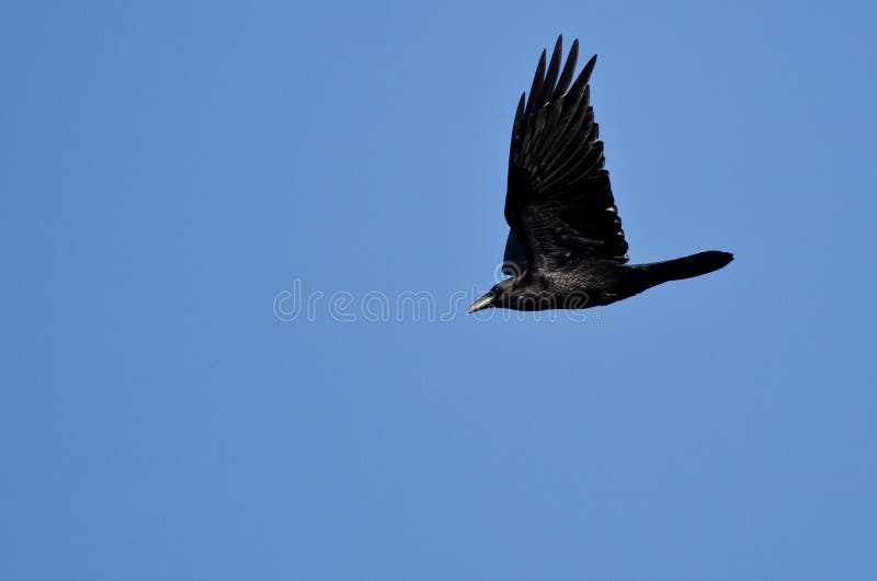 Black Common Raven Flying in a Blue Sky Stock Photo - Image of wild ...