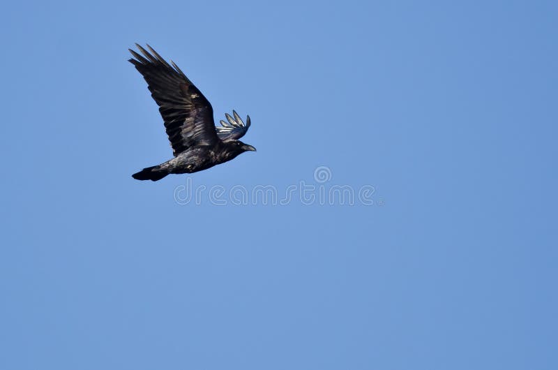 Black Common Raven Flying in a Blue Sky Stock Photo - Image of wildlife ...