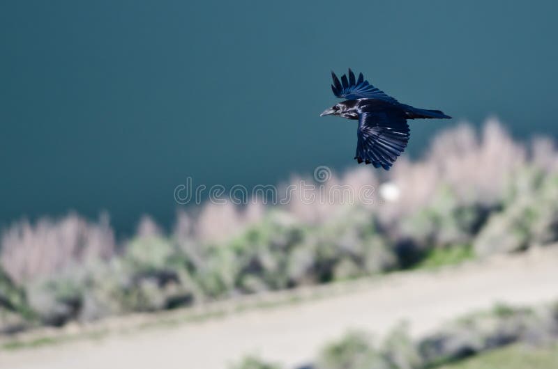 Black Common Raven Flying Over the River Viewed from Above Stock Image ...