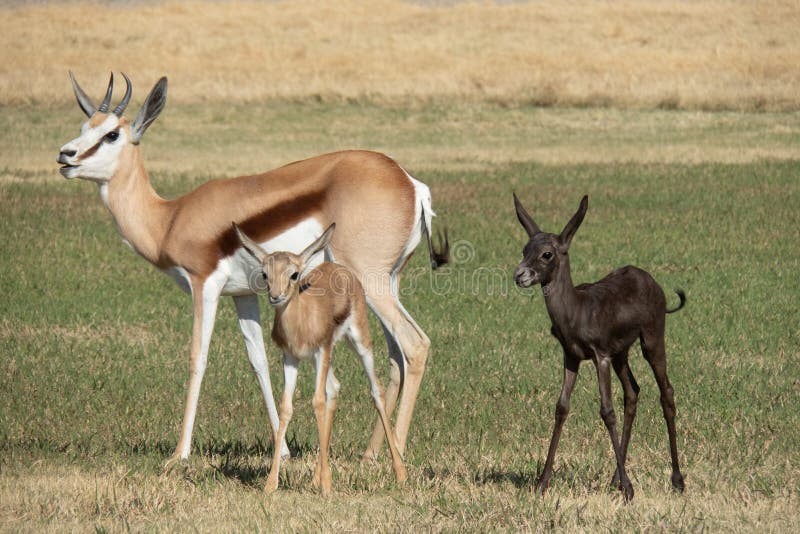 Black and Common Springbok Calves Grazing on Green Grass, Facing the ...