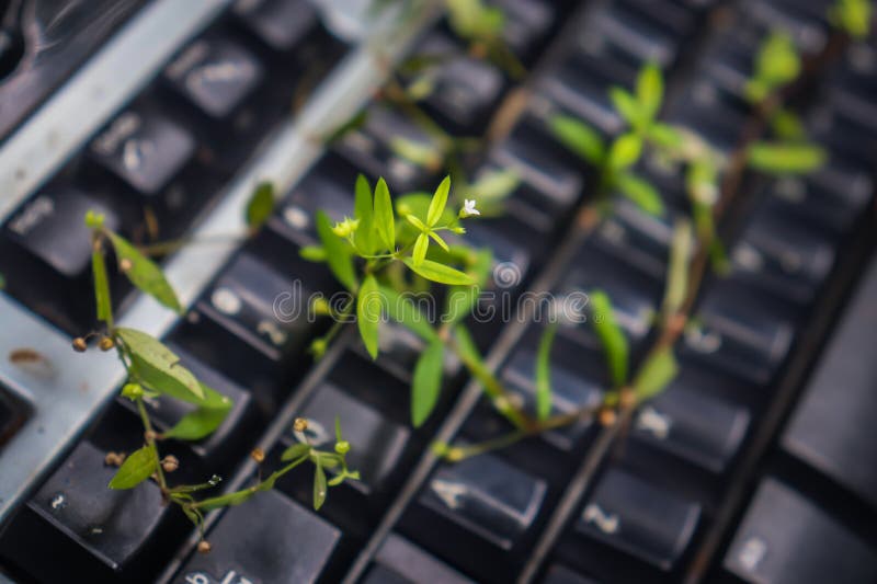 Black Computer Keyboard after Lockdown. Green Plants Grow from the ...