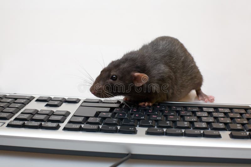 Black computer rat stock photo. Image of keyboard, fear - 4127984