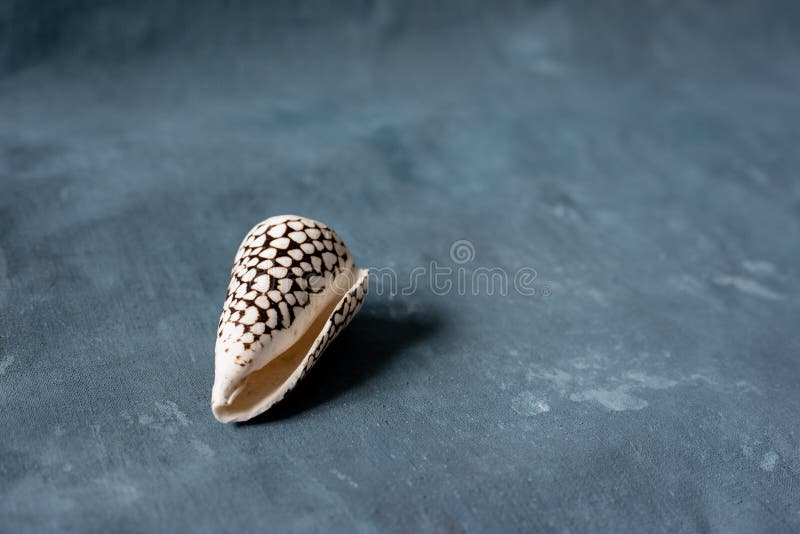 Black Cone on a Blue Background. Conus Marmoreus. Shell with White ...