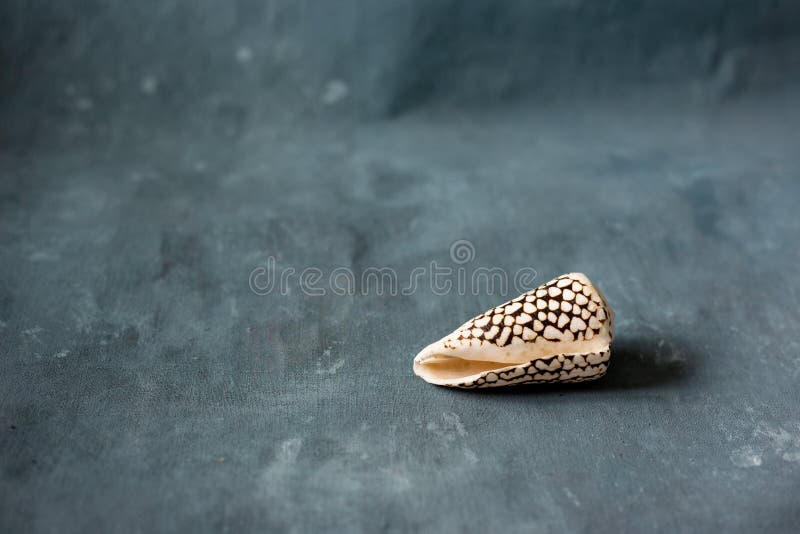 Black Cone on a Blue Background. Conus Marmoreus. Shell with White ...