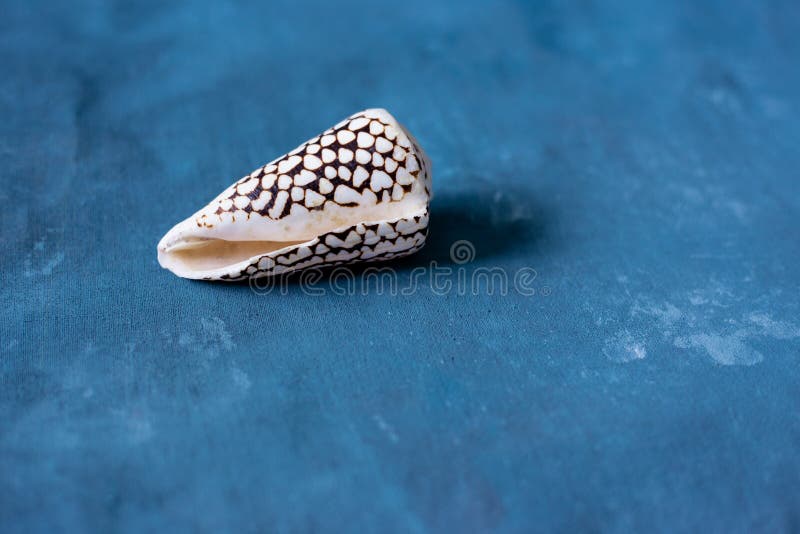 Black Cone on a Blue Background. Conus Marmoreus. Shell with White ...