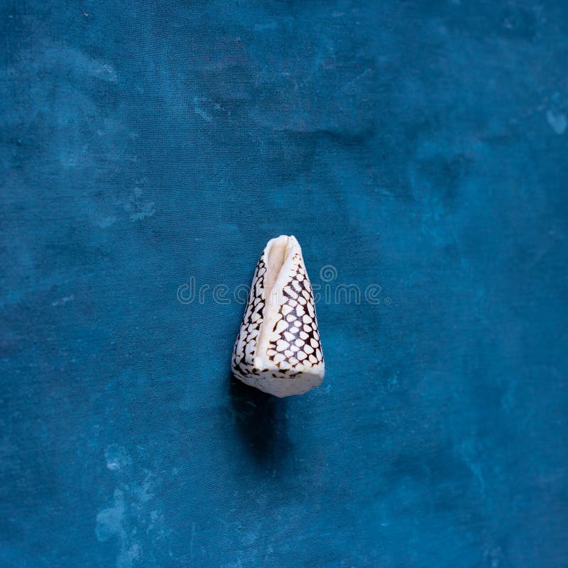 Black Cone on a Blue Background. Conus Marmoreus. Shell with White ...