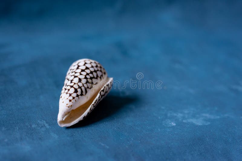 Black Cone on a Blue Background. Conus Marmoreus. Shell with White ...