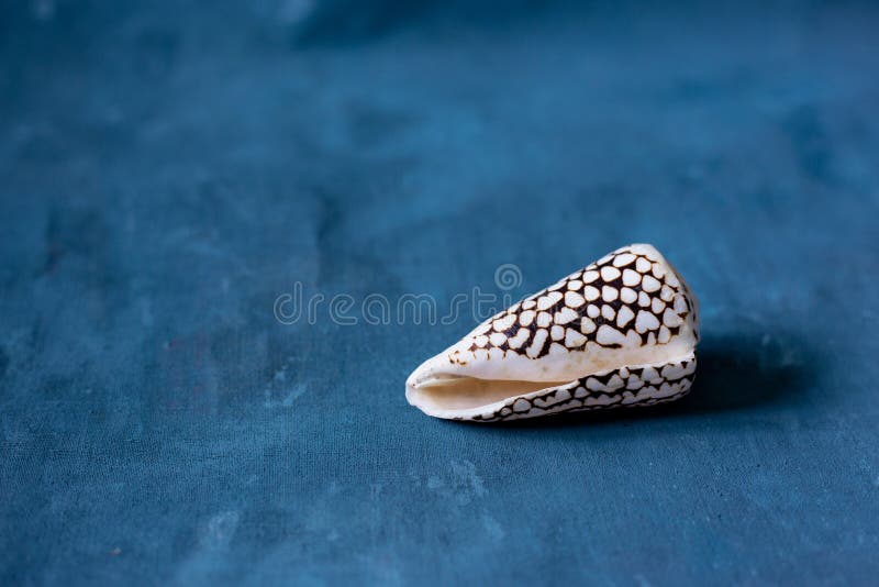 Black Cone on a Blue Background. Conus Marmoreus. Shell with White ...