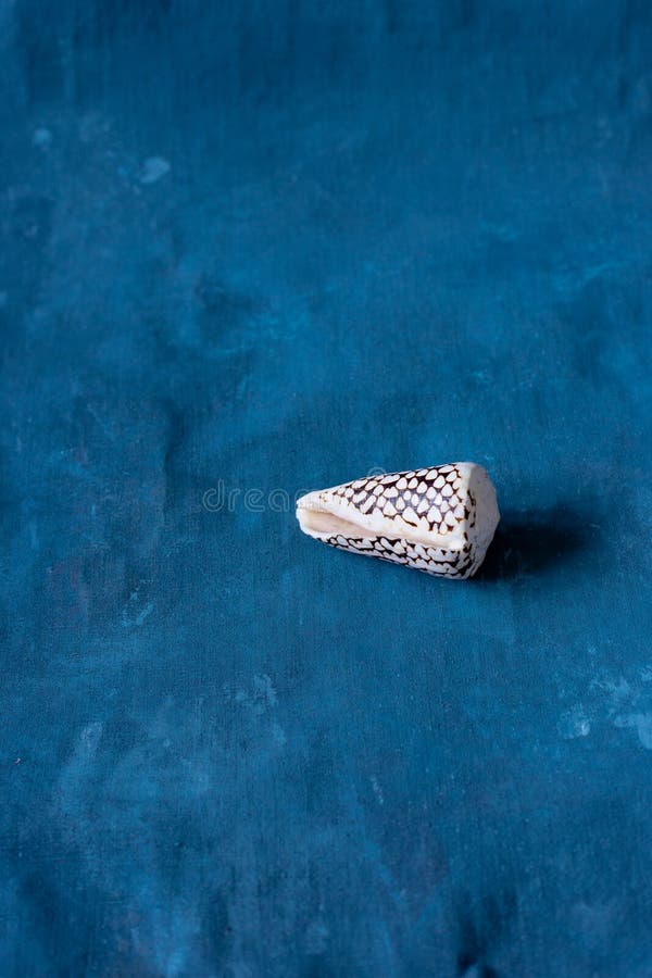 Black Cone on a Blue Background. Conus Marmoreus. Shell with White ...