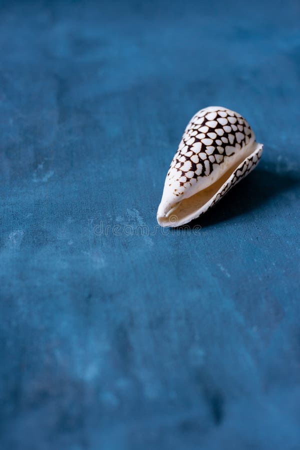 Black Cone on a Blue Background. Conus Marmoreus. Shell with White ...