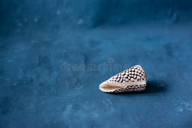 Black Cone on a Blue Background. Conus Marmoreus. Shell with White ...
