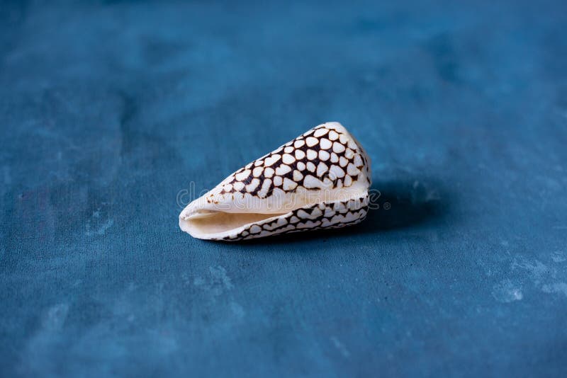 Black Cone on a Blue Background. Conus Marmoreus. Shell with White ...