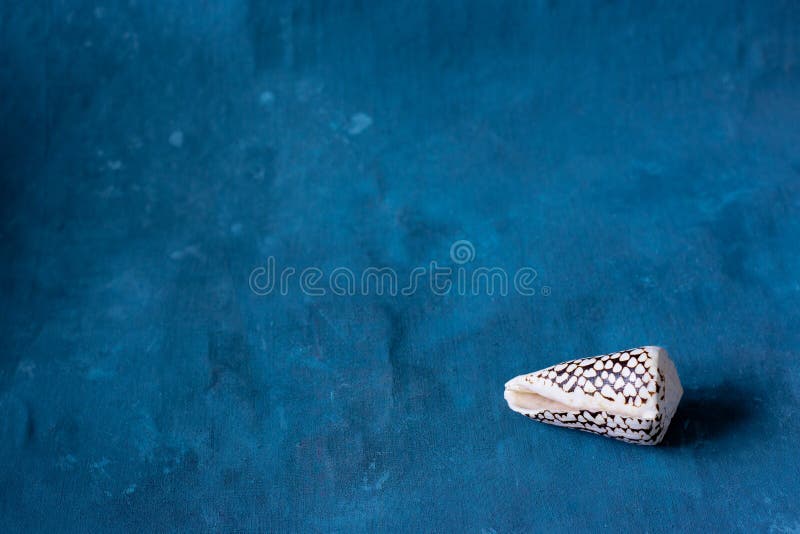Black Cone on a Blue Background. Conus Marmoreus. Shell with White ...