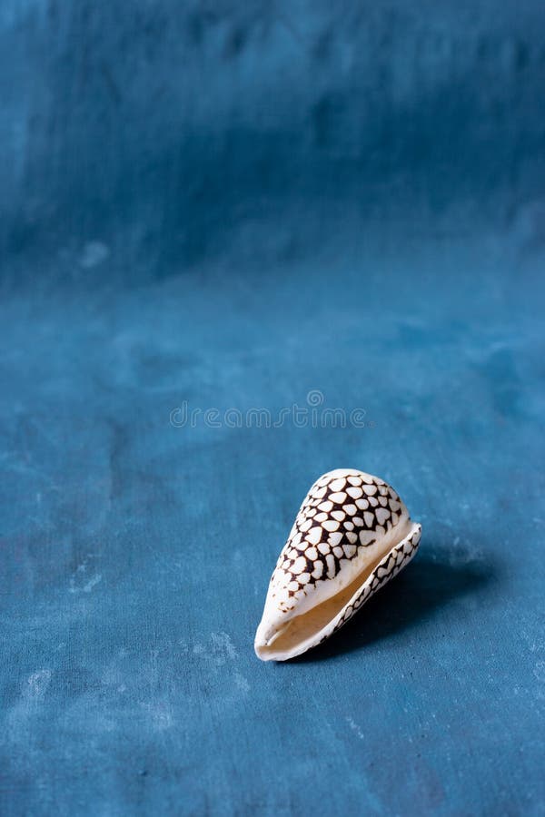 Black Cone on a Blue Background. Conus Marmoreus. Shell with White ...
