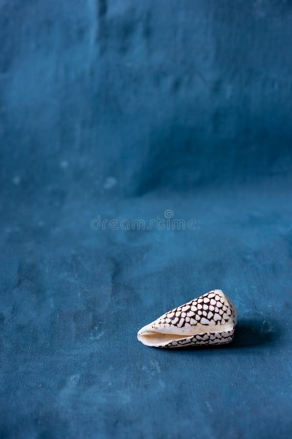 Black Cone on a Blue Background. Conus Marmoreus. Shell with White ...