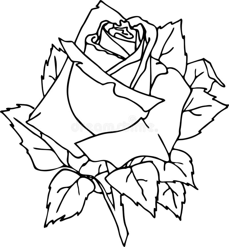 Black Contour Drawing of a Rose Flower Close-up, Isolated Element Stock ...