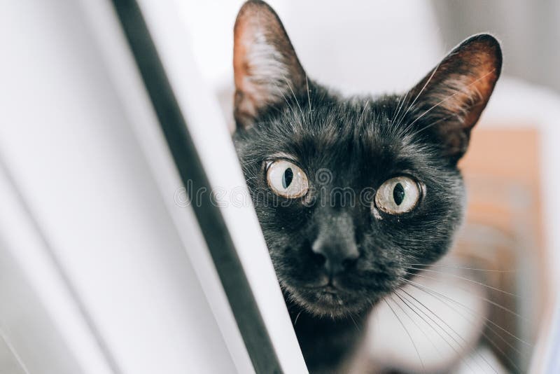 Cat Peeping From Behind A Corner Stock Image - Image of black, head ...