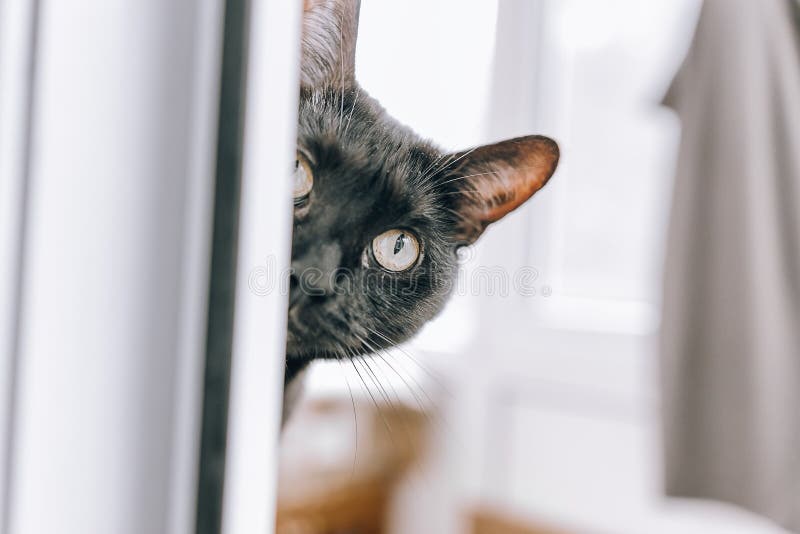 Cat Peeking Around Corner Stock Photos - Free & Royalty-Free Stock ...
