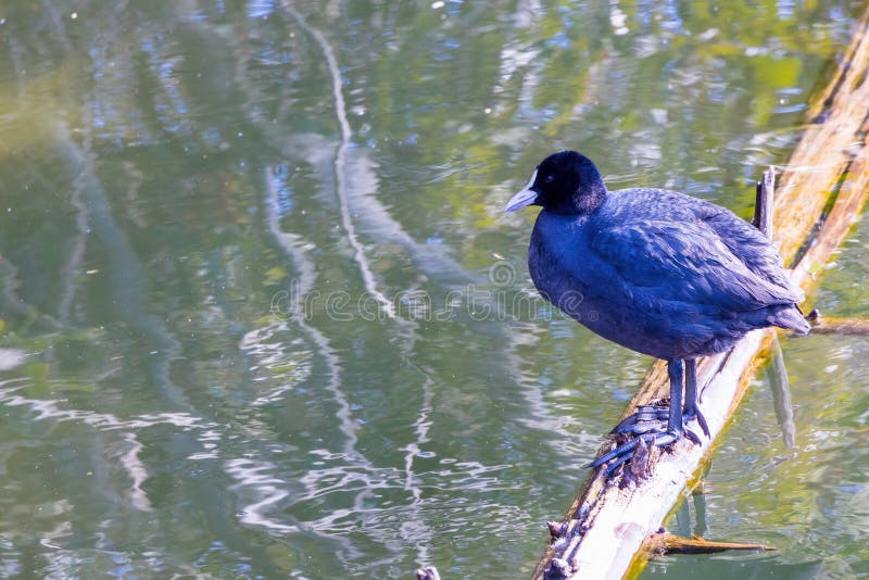 A Black Coot on a Fallen Tree in a Pond Stock Photo - Image of bird ...