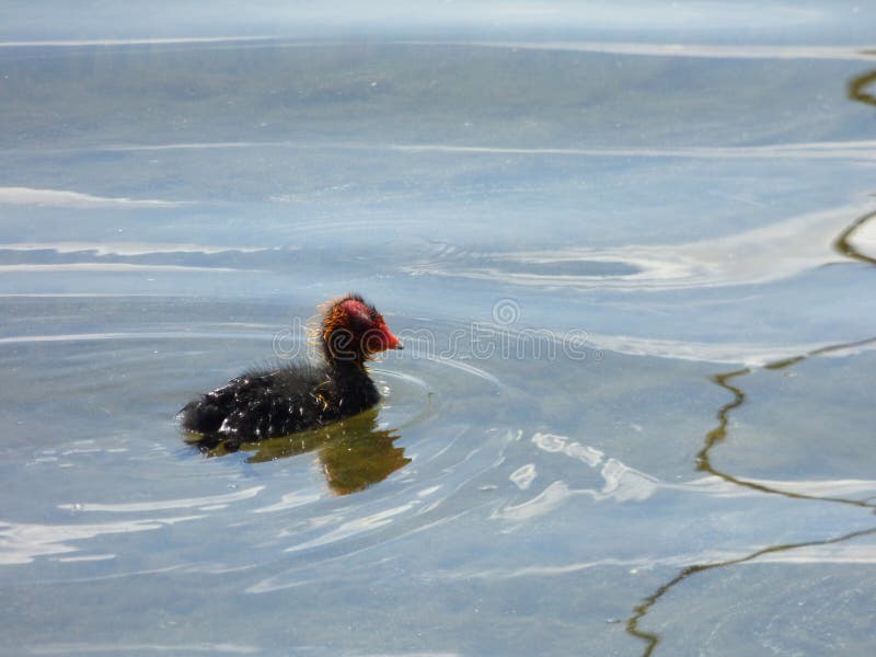 Black coot on lake stock image. Image of closeup, feathers - 54054353