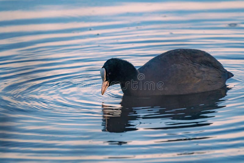 Black Coot Swimming in a Tranquil Body of Water. Stock Photo - Image of ...