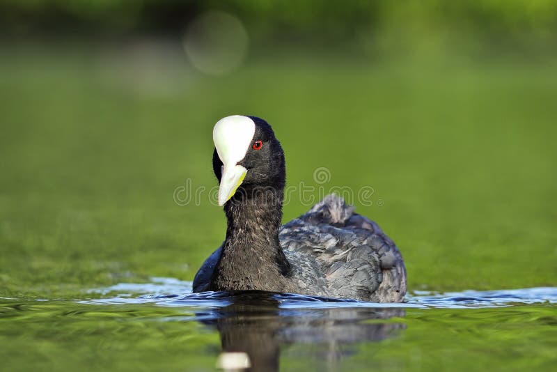 Black Coot on Water Surface Stock Image - Image of lake, animal: 127570579