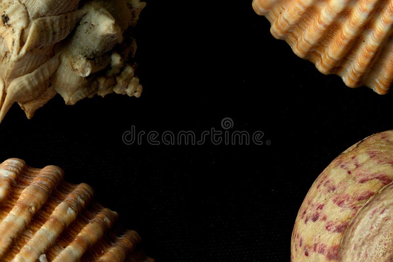 Black Copy Space with Seashell Frame Stock Image - Image of frame ...