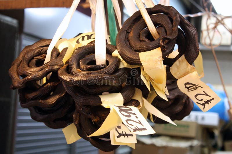 Black coral snake dry out. stock image. Image of okinawa - 75517359