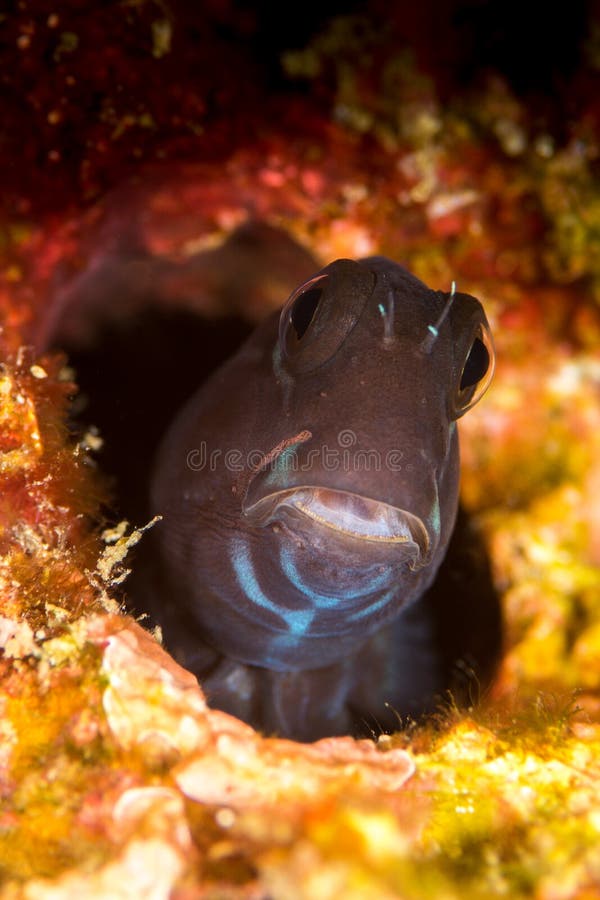 Black Coralblenny Fish Hiding in a Hole Stock Image - Image of misool ...