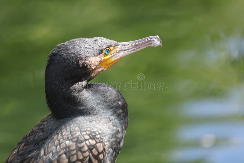 Black Cormorant stock photo. Image of crimea, aquatic - 59009144