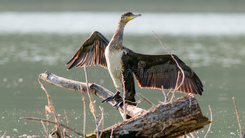 Black Cormorant Dries Its Wings Standing on a Snag Stock Image - Image ...