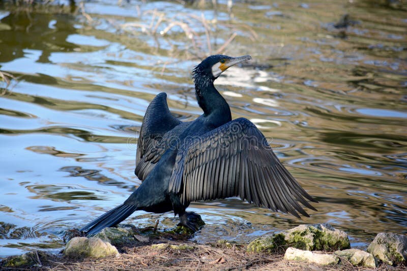 Black cormorant stock photo. Image of limb, cormorant - 59578470