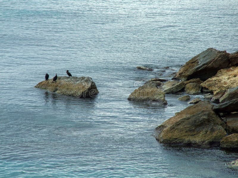 Black Cormorants Rest on the Rocky Seashore. Stock Photo - Image of ...